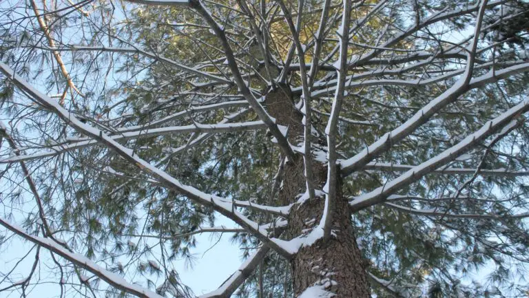 How To Tell How Old A Tree Is - 5 Effective Ways - Theyardable