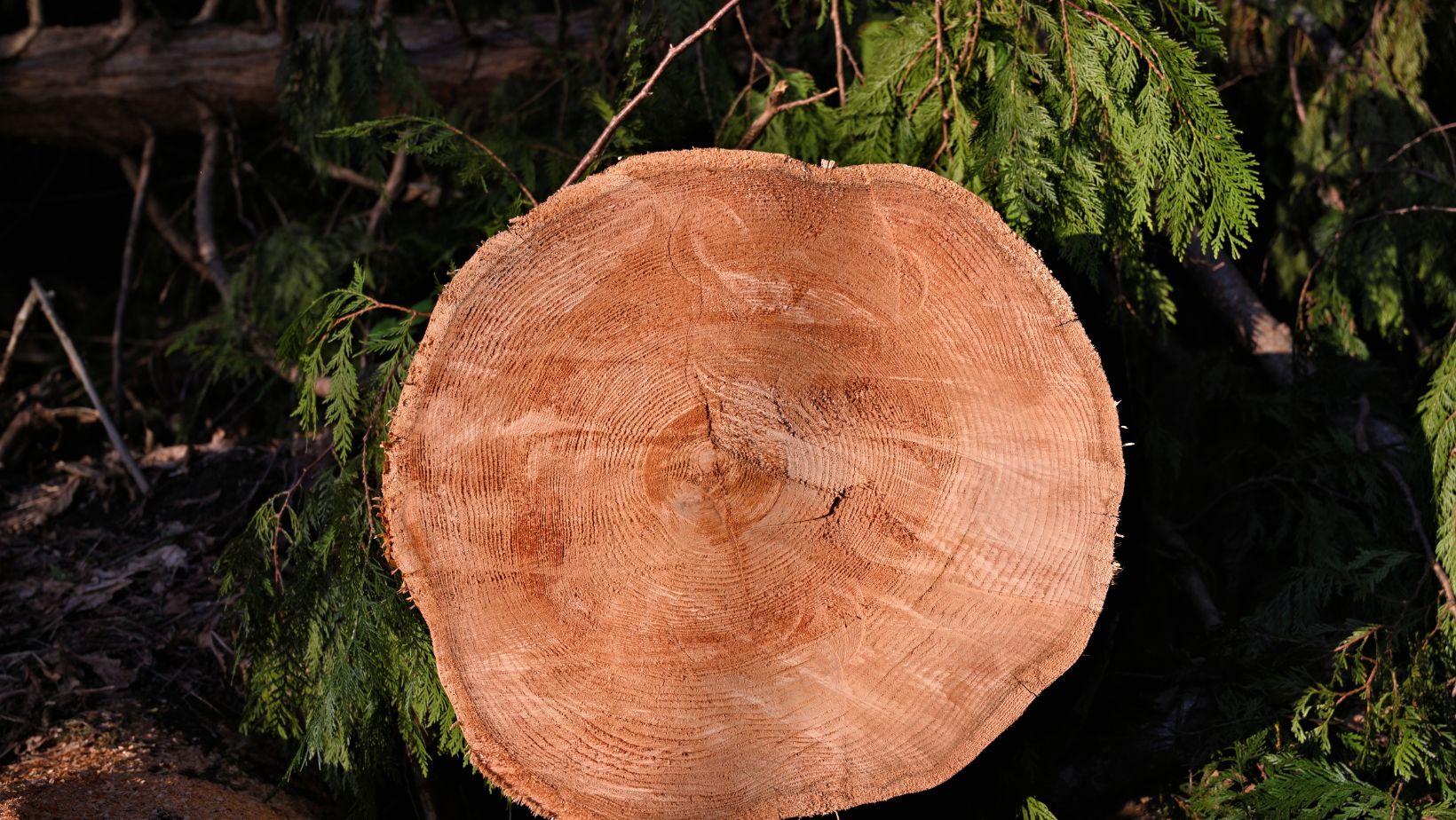 How To Tell How Old A Tree Is - 5 Effective Ways - Theyardable