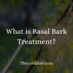 What is Basal Bark Treatment & How Does it Work? - Theyardable