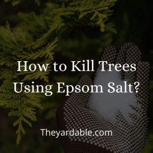 How to Use Epsom Salt to Kill Tree Stumps and Roots? - Theyardable