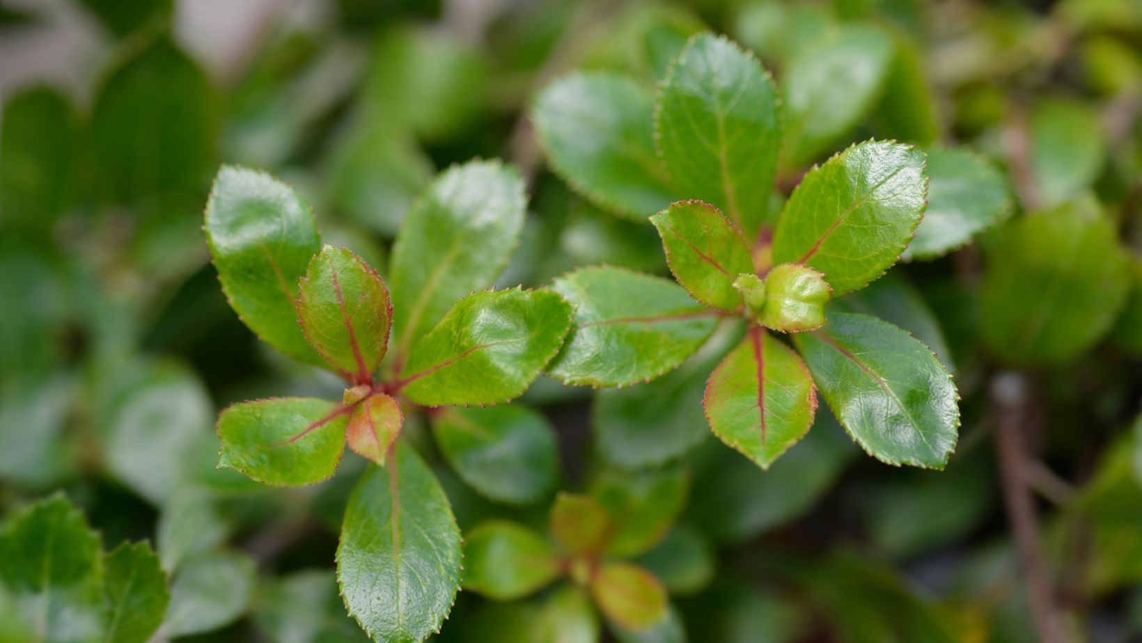 Escallonia Plant: Everything About The Escallonia Shrub - Theyardable