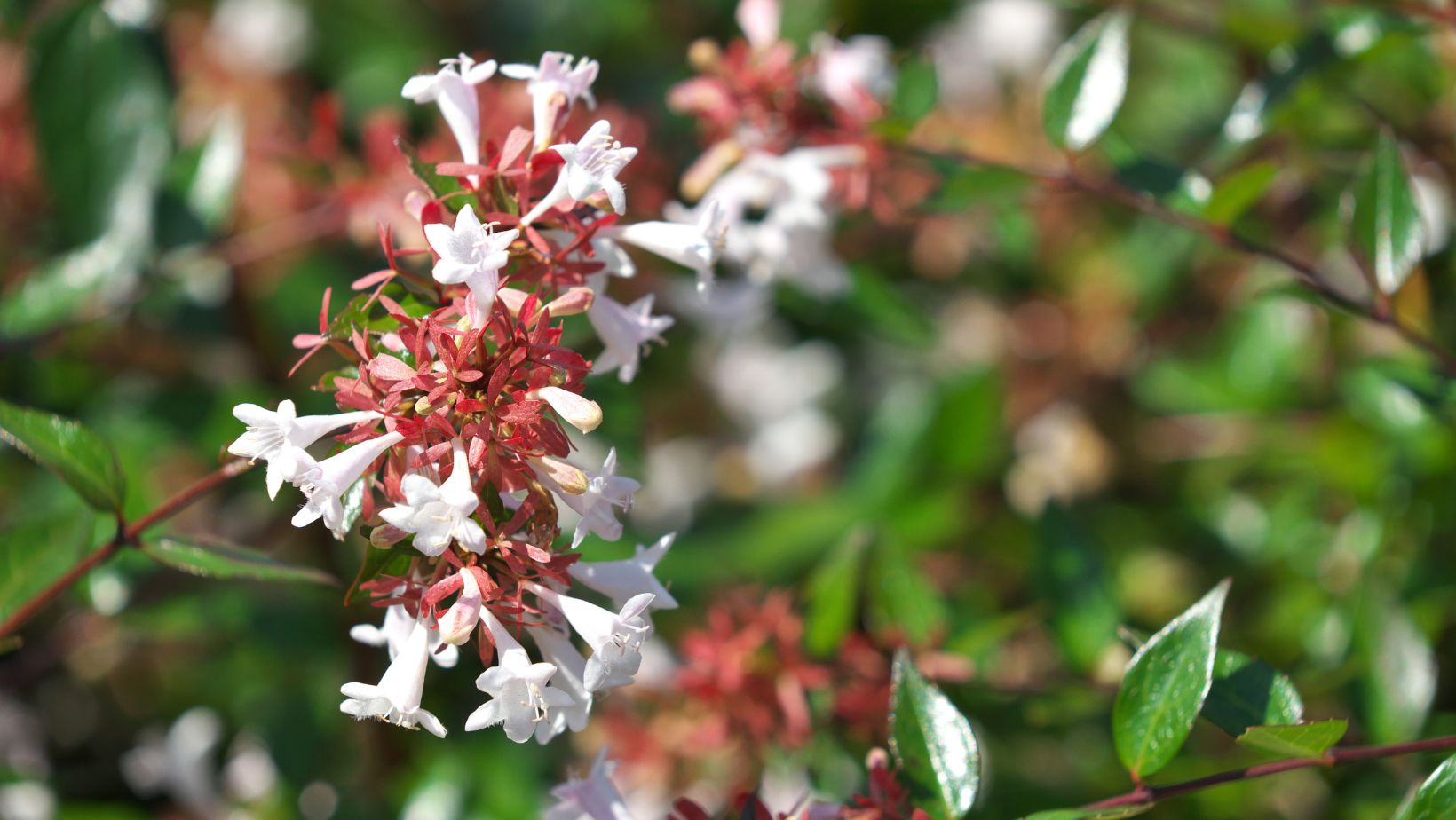 Abelia Plant: Everything About The Abelia Shrub - Theyardable