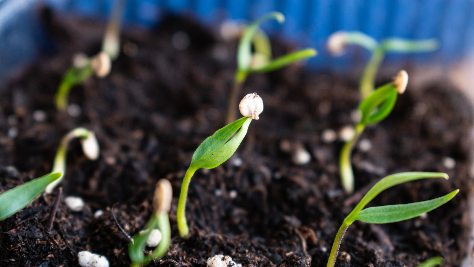 How Long Does it Take For Seeds to Sprout in The Soil? - Theyardable